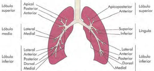 Resumen de anatomía pulmonar